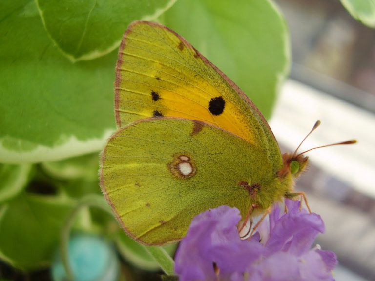 Beautiful butterflies can be found throughout the United Kingdom. These ...