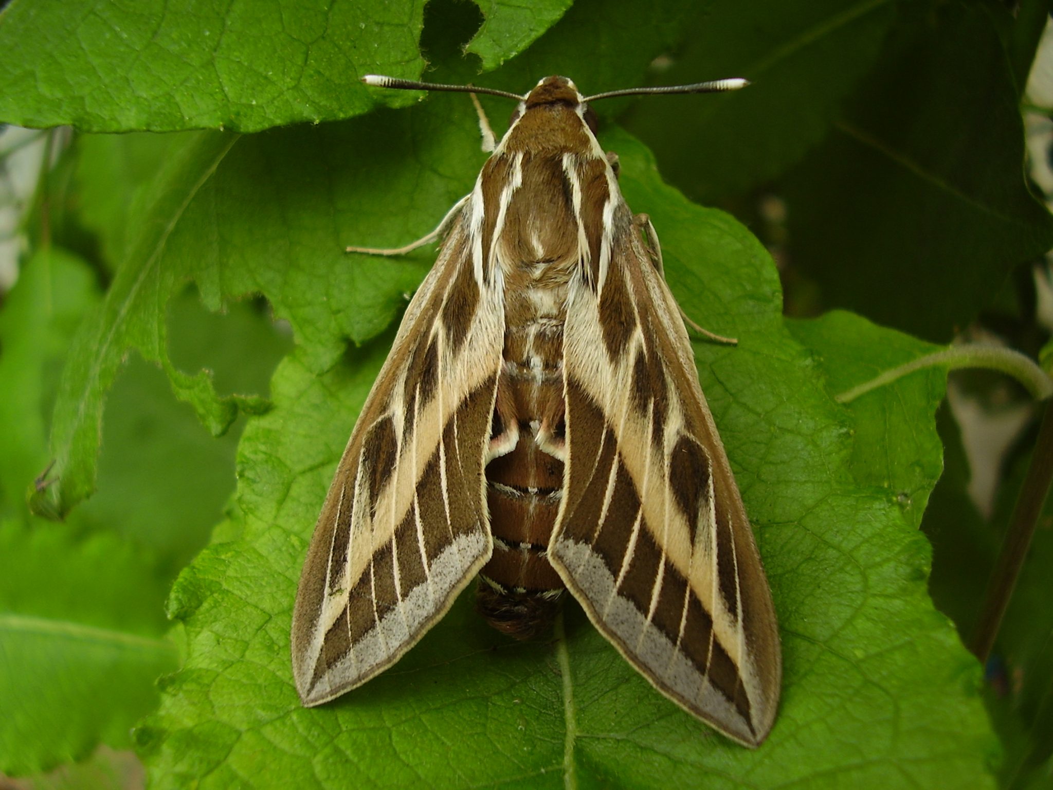 | Product categories | Hawk Moths
