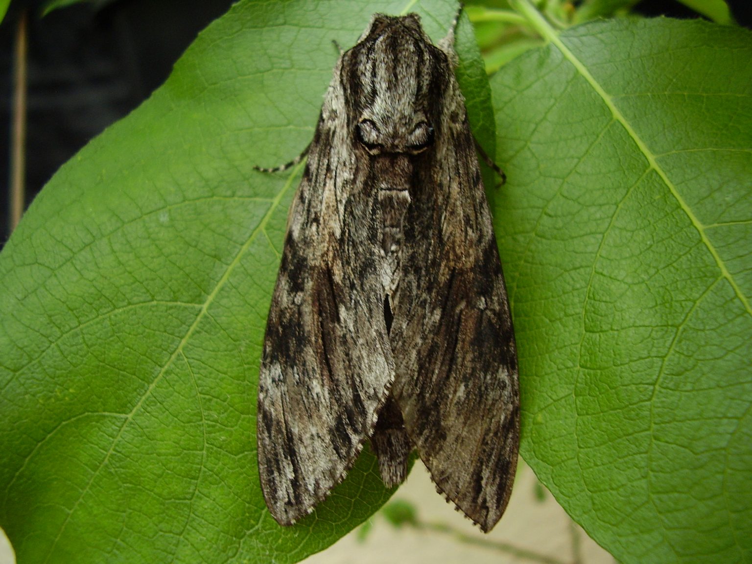 | Product categories | Hawk Moths