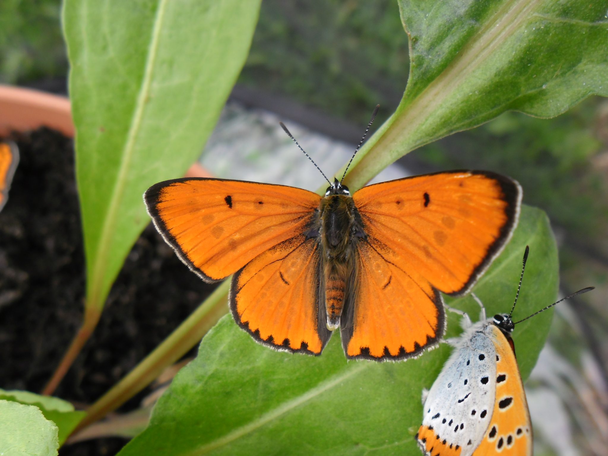 | Product categories | Butterflies